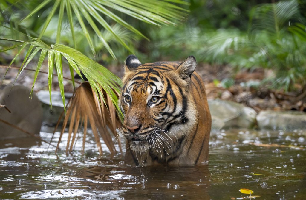 Meet Olan the Malayan Tiger at the Palm Beach Zoo