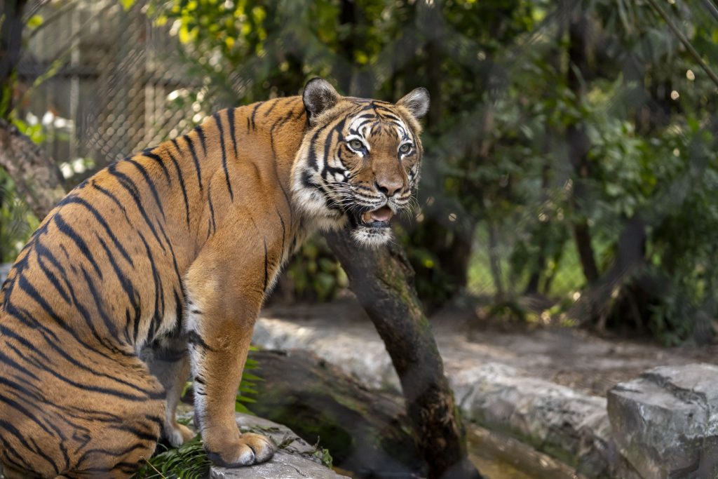 Meet Olan the Malayan Tiger at the Palm Beach Zoo